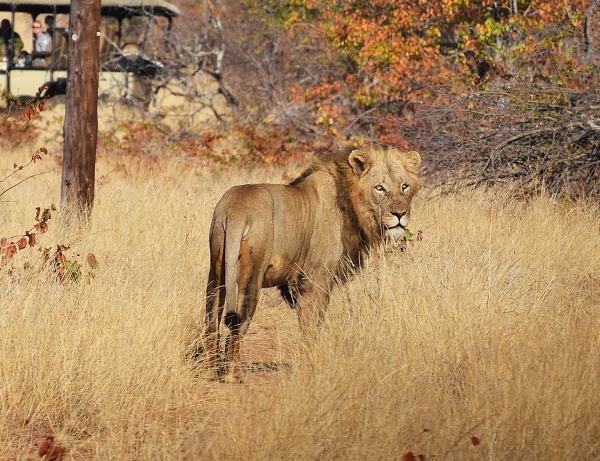 Kruger Safari och Kapstaden