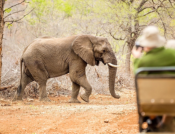 Kruger Safari och Kapstaden