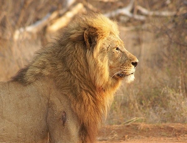 Kruger Safari och Kapstaden