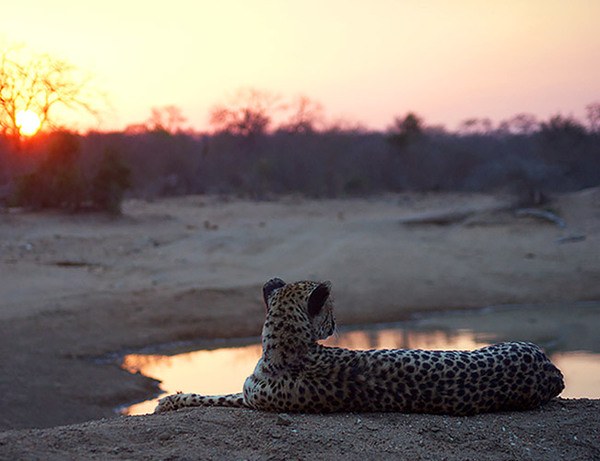 Kruger Safari och Kapstaden