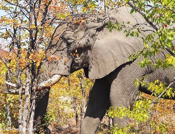 Kruger Safari och Kapstaden