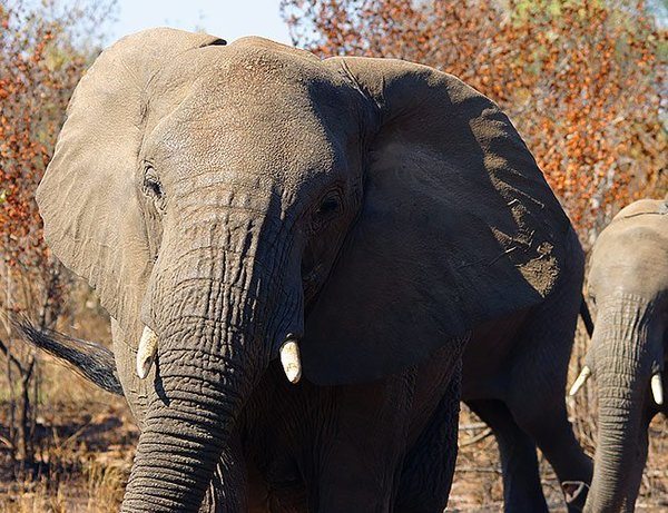 Kruger Safari och Kapstaden