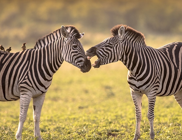 Kruger Safari och Kapstaden