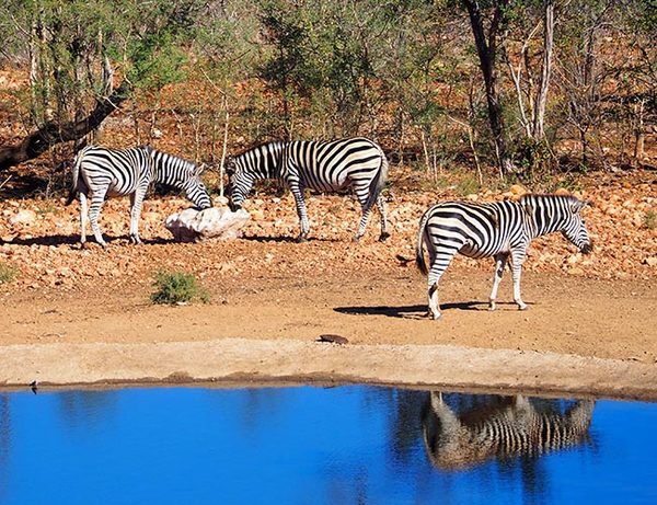 Kruger Safari och Kapstaden