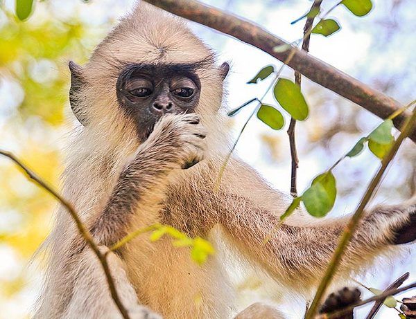 Magiska Sri Lanka med badsemester | Rundresa med privat chaufför